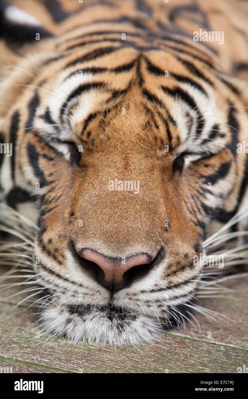 skin and face of a tiger Stock Photo - Alamy