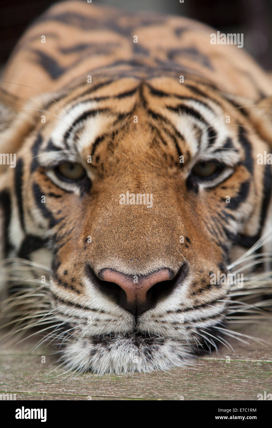 skin and face of a tiger Stock Photo - Alamy