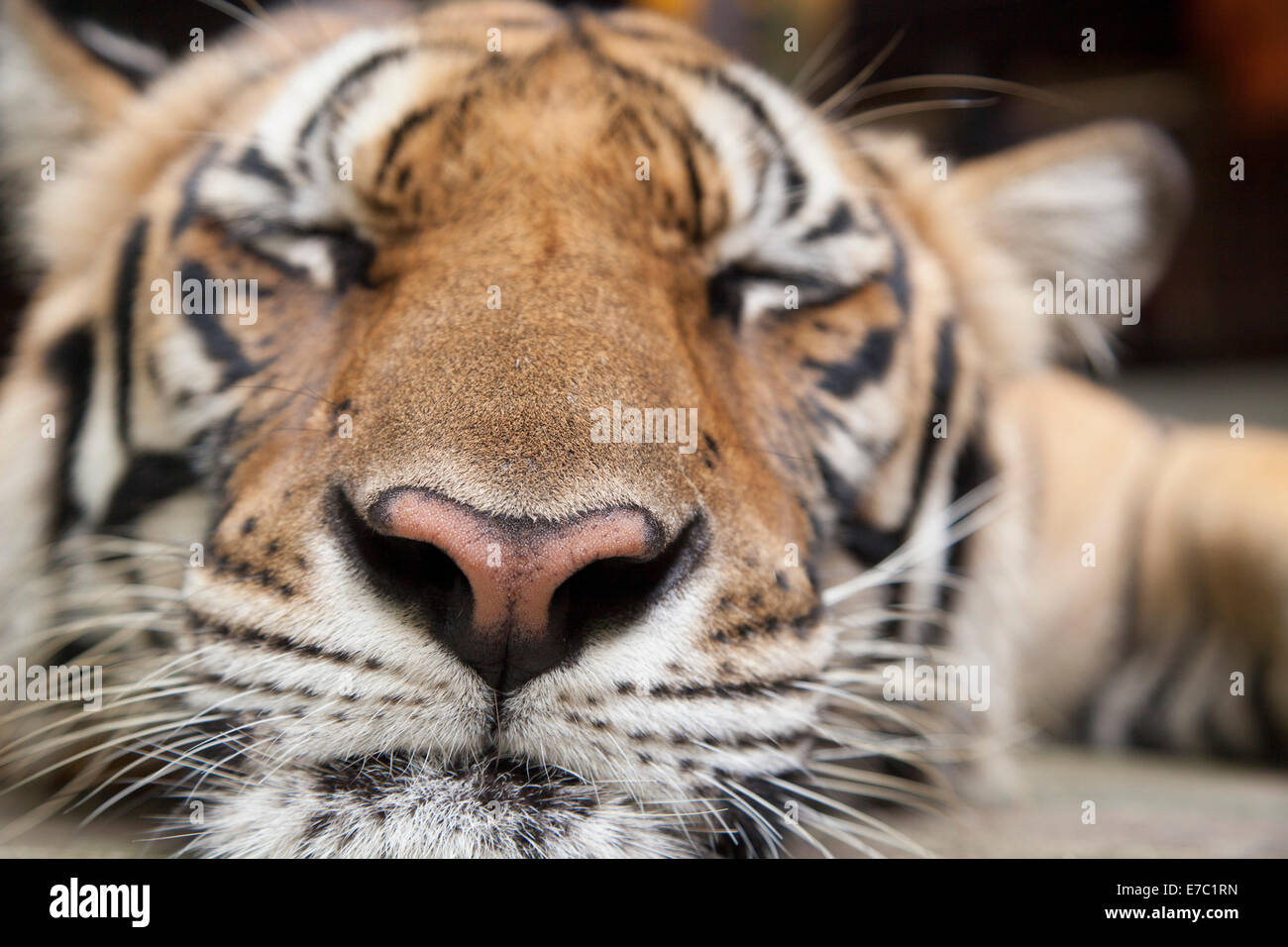 skin and face of a tiger Stock Photo - Alamy