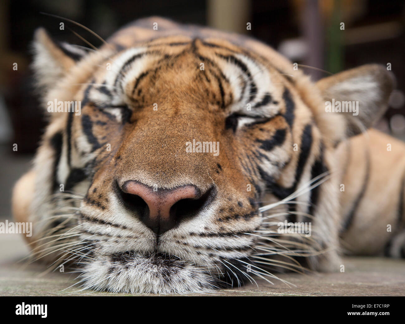 skin and face of a tiger Stock Photo - Alamy
