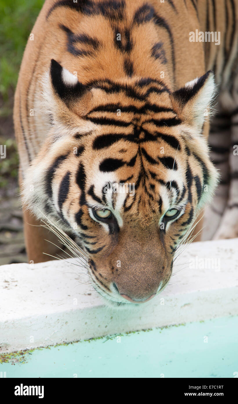 skin and face of a tiger Stock Photo - Alamy