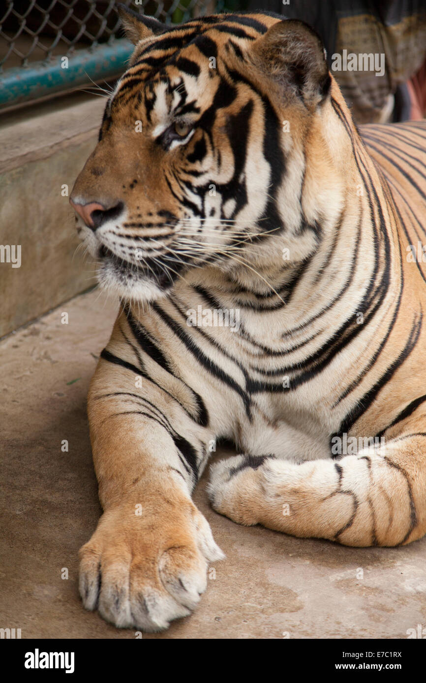skin and face of a tiger Stock Photo - Alamy