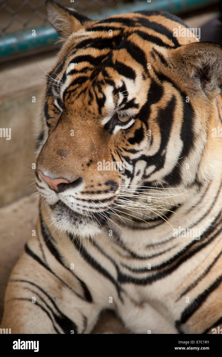skin and face of a tiger Stock Photo - Alamy