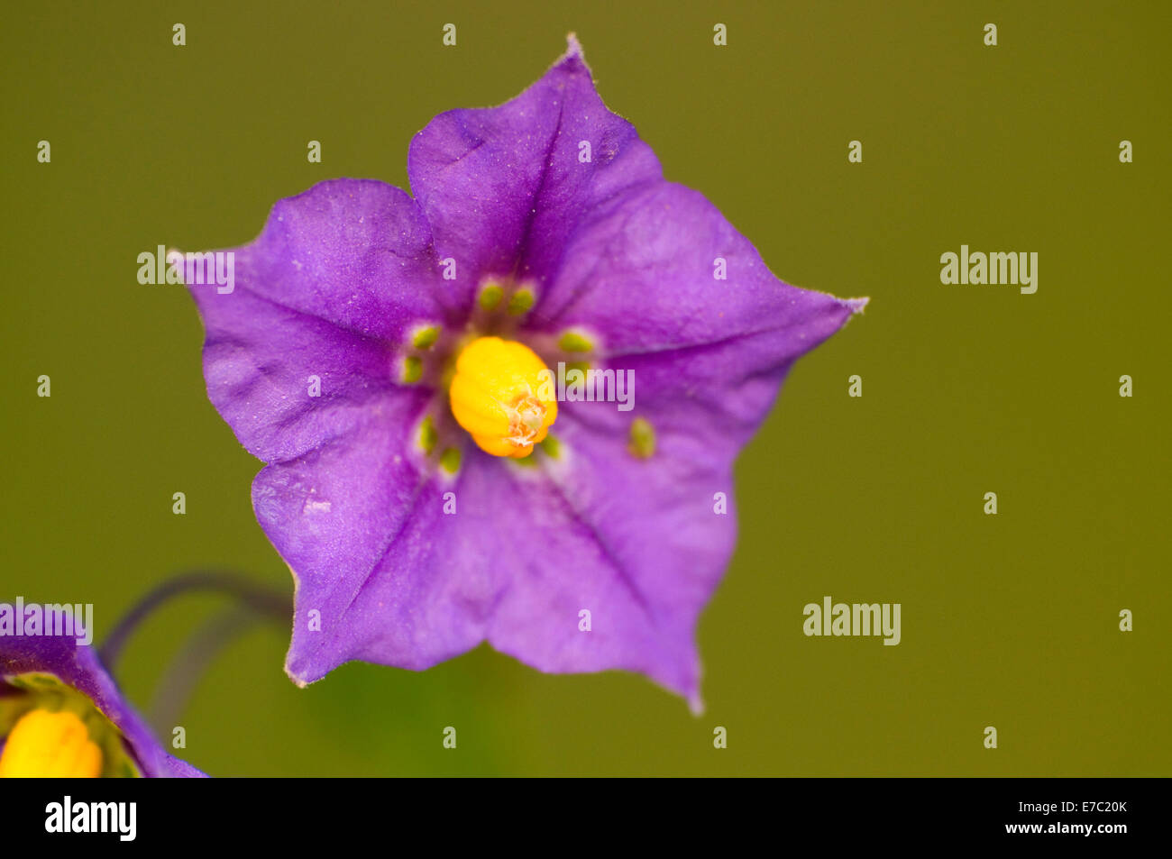 Nightshade, Daley Ranch Conservation Area, Escondido, California Stock ...
