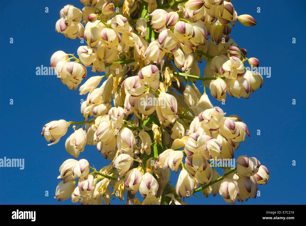 Whipplei hi-res stock photography and images - Alamy