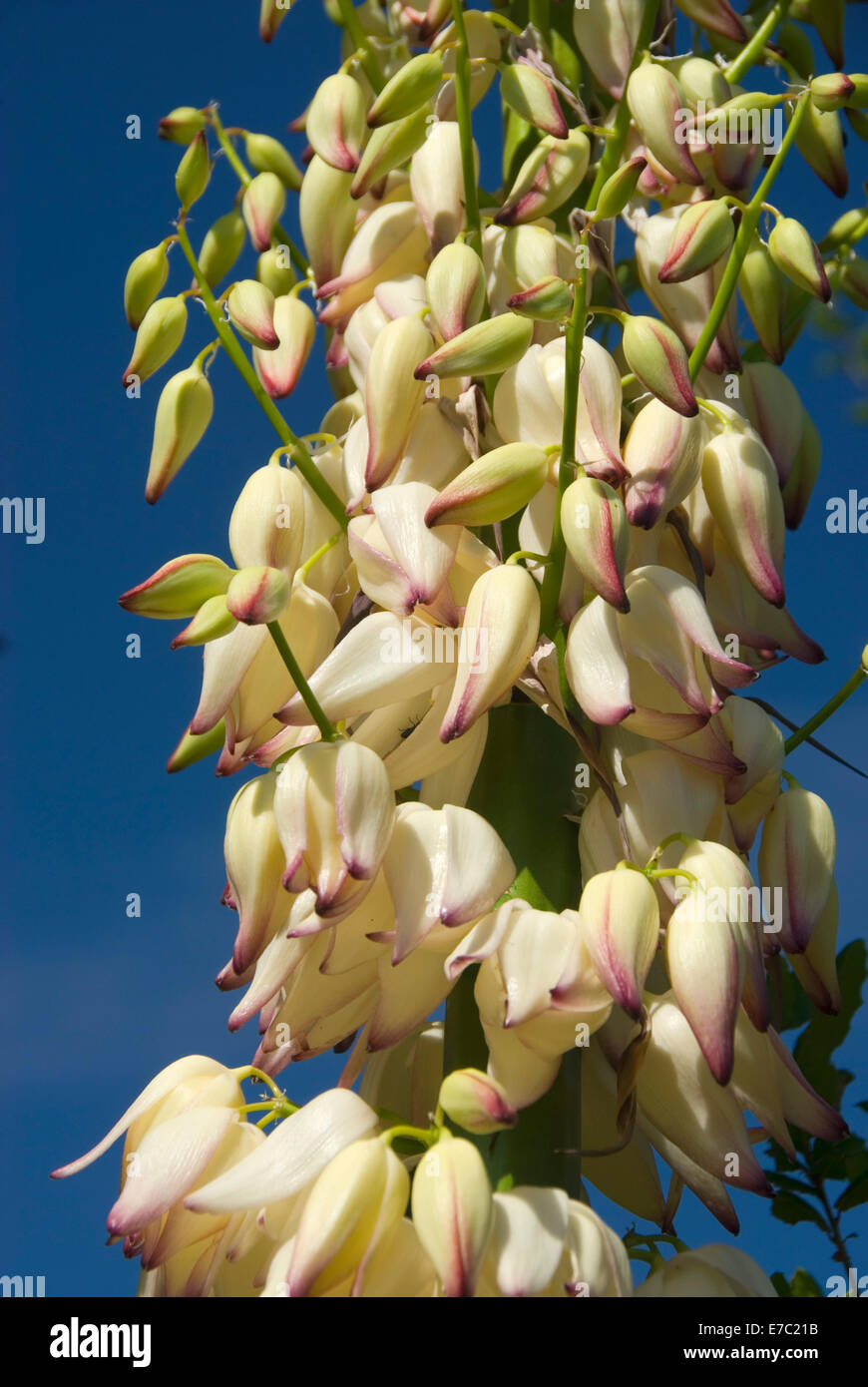 Whipple's yucca (Yucca whipplei) in bloom, Silverwood Wildlife ...