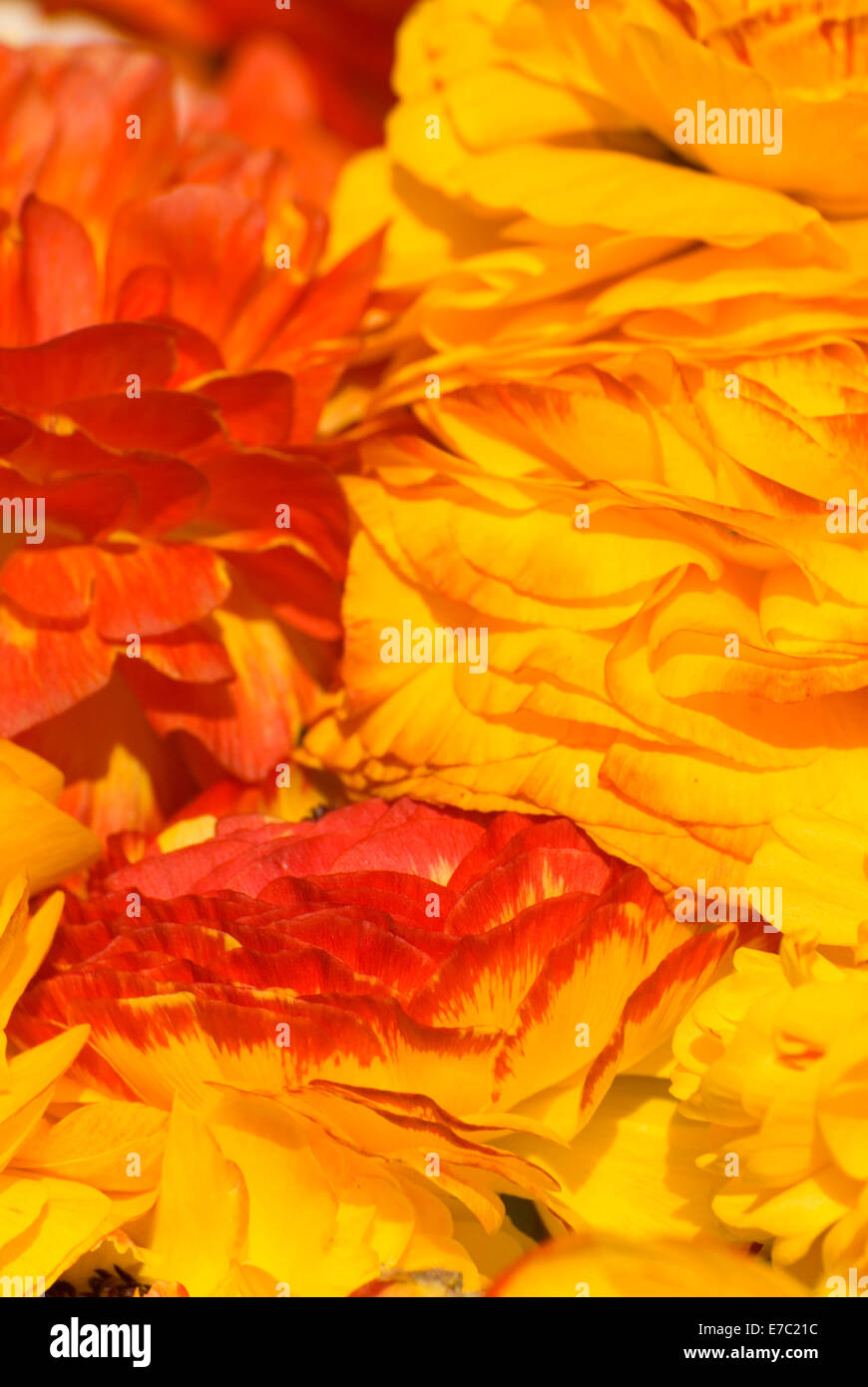 Giant Tecolote Ranunculus, The Flower Fields and Carlsbad Ranch ...