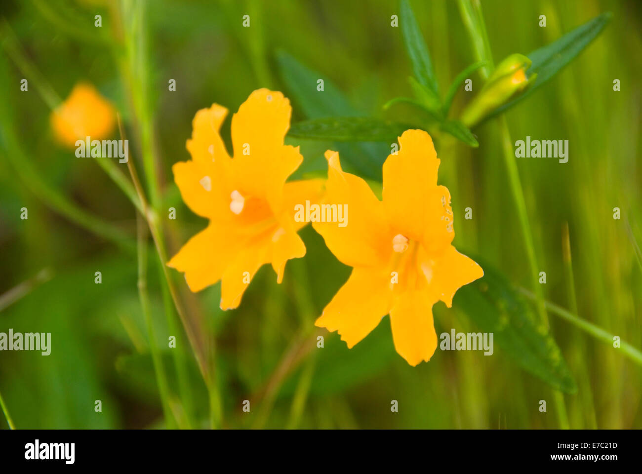 Sticky Monkey Flower (Mimulus auranticus), Dos Picos Regional County ...
