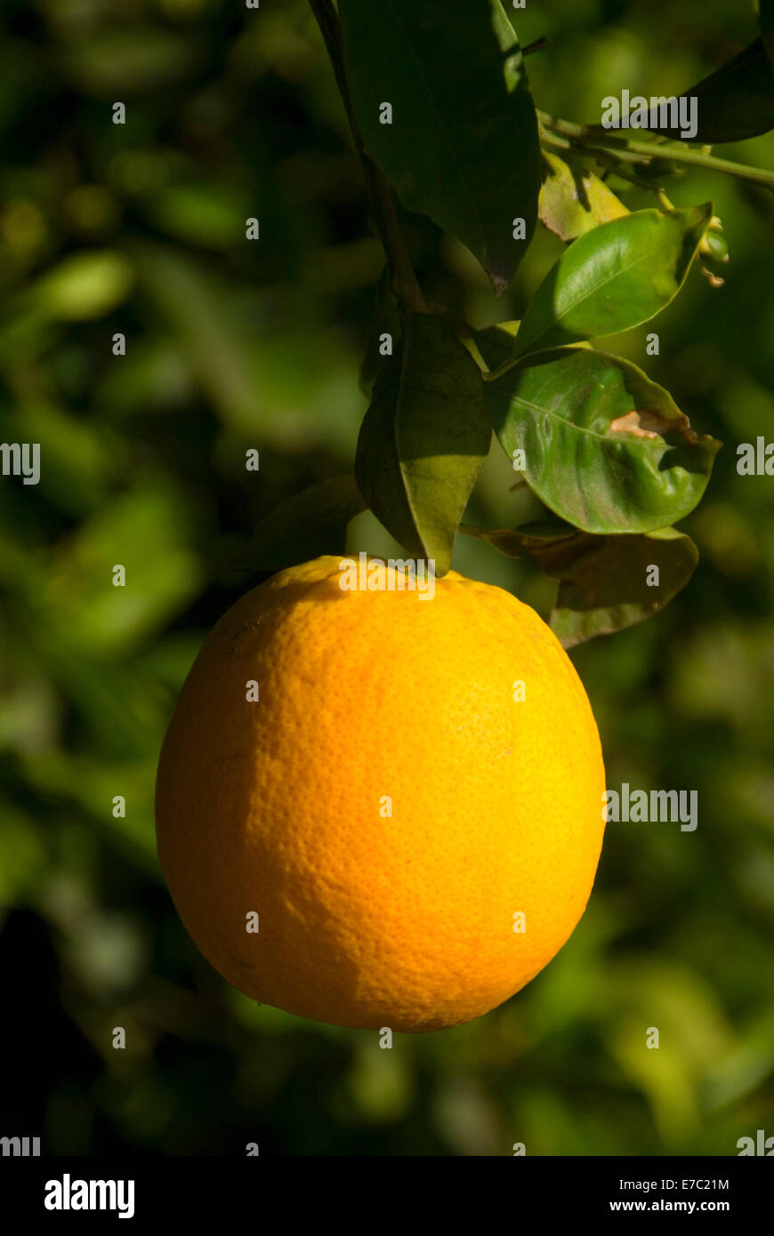 Orange on tree in San Pasqual Valley, San Diego County, California ...