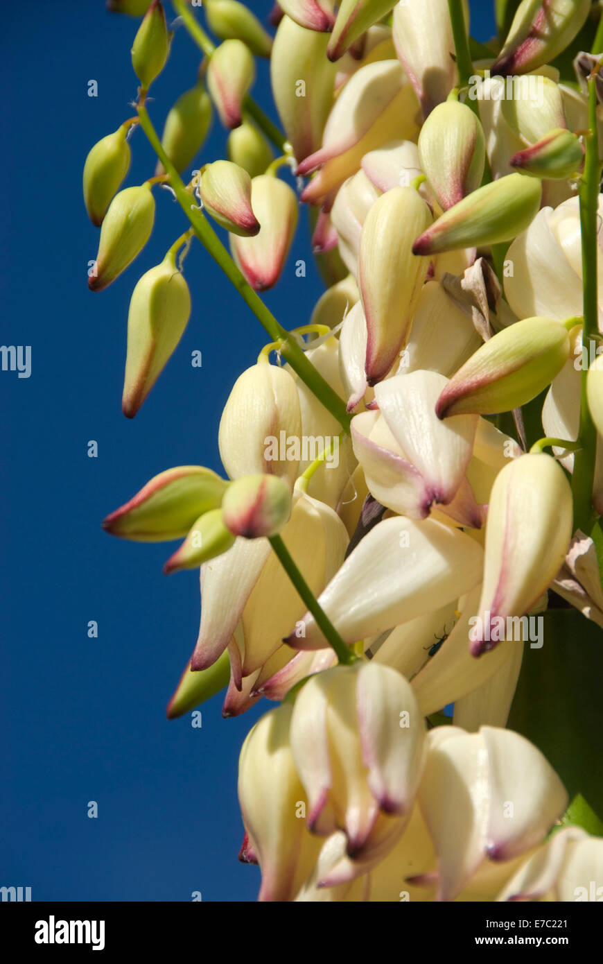 Whipple's yucca (Yucca whipplei) in bloom, Silverwood Wildlife ...