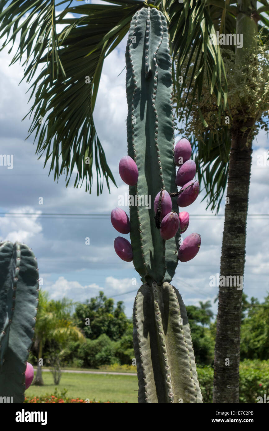 hedge cactus with fruit, near Trinidad, Cuba Stock Photo - Alamy