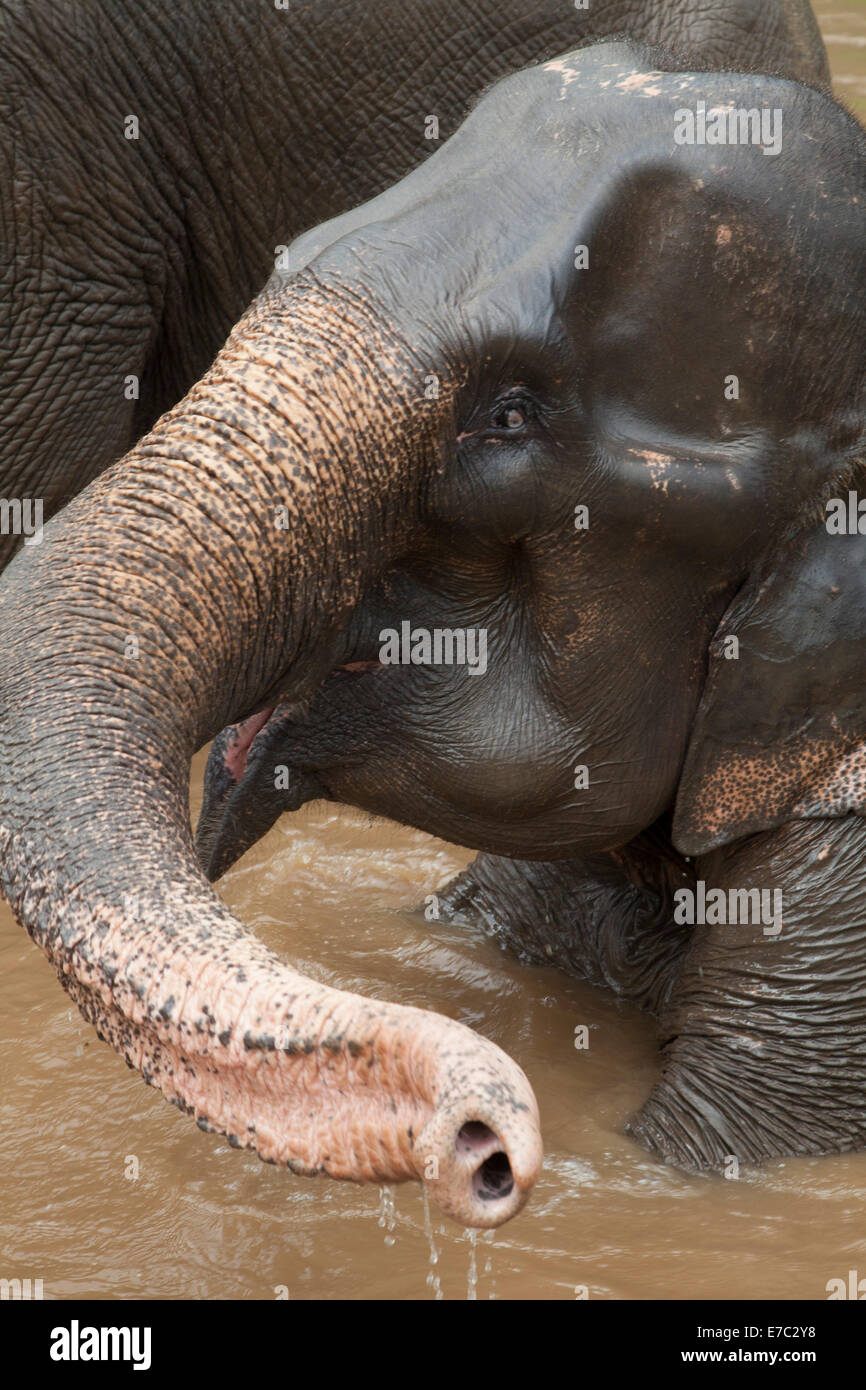 face of Asian elephant Stock Photo - Alamy