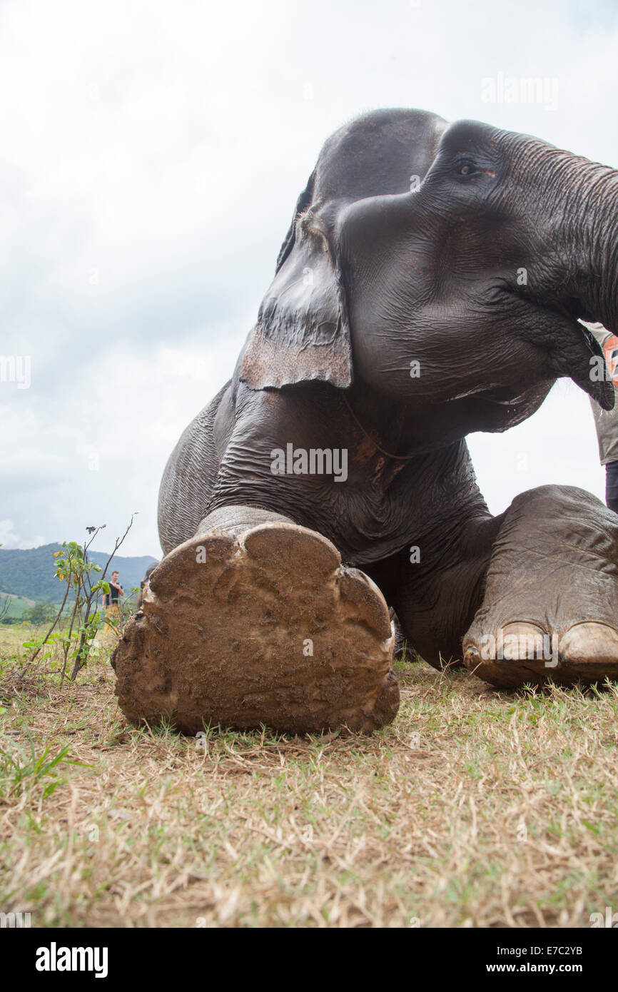 Elephant foot hi-res stock photography and images - Alamy
