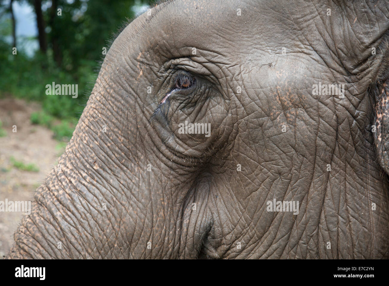Face of elephant hi-res stock photography and images - Alamy