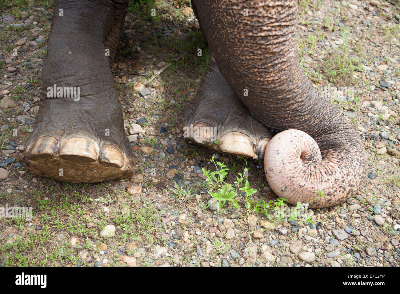 Elephant Legs High Resolution Stock Photography and Images - Alamy