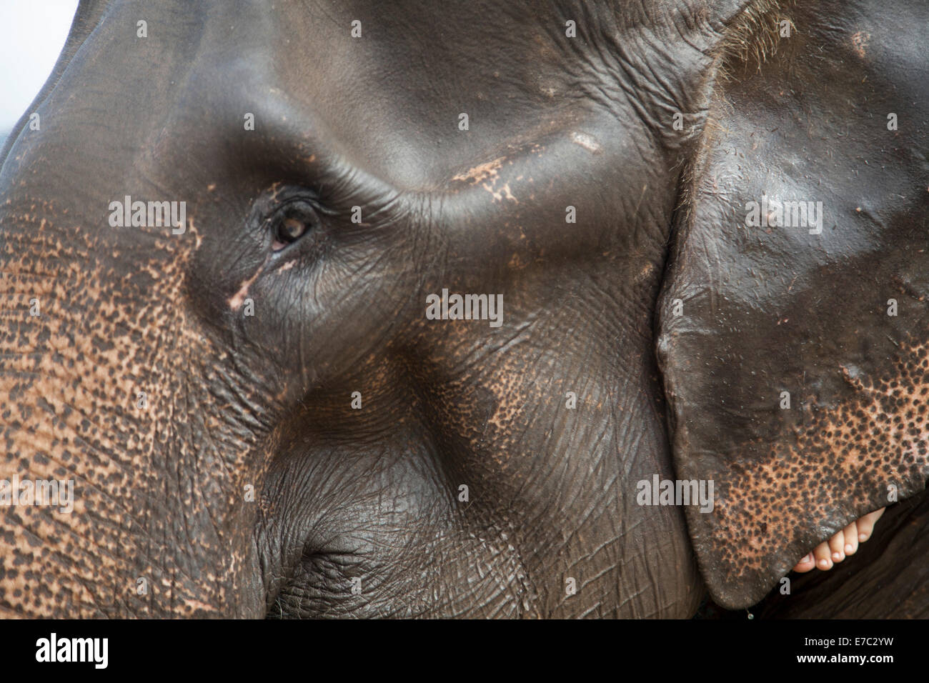face of Asian elephant Stock Photo - Alamy