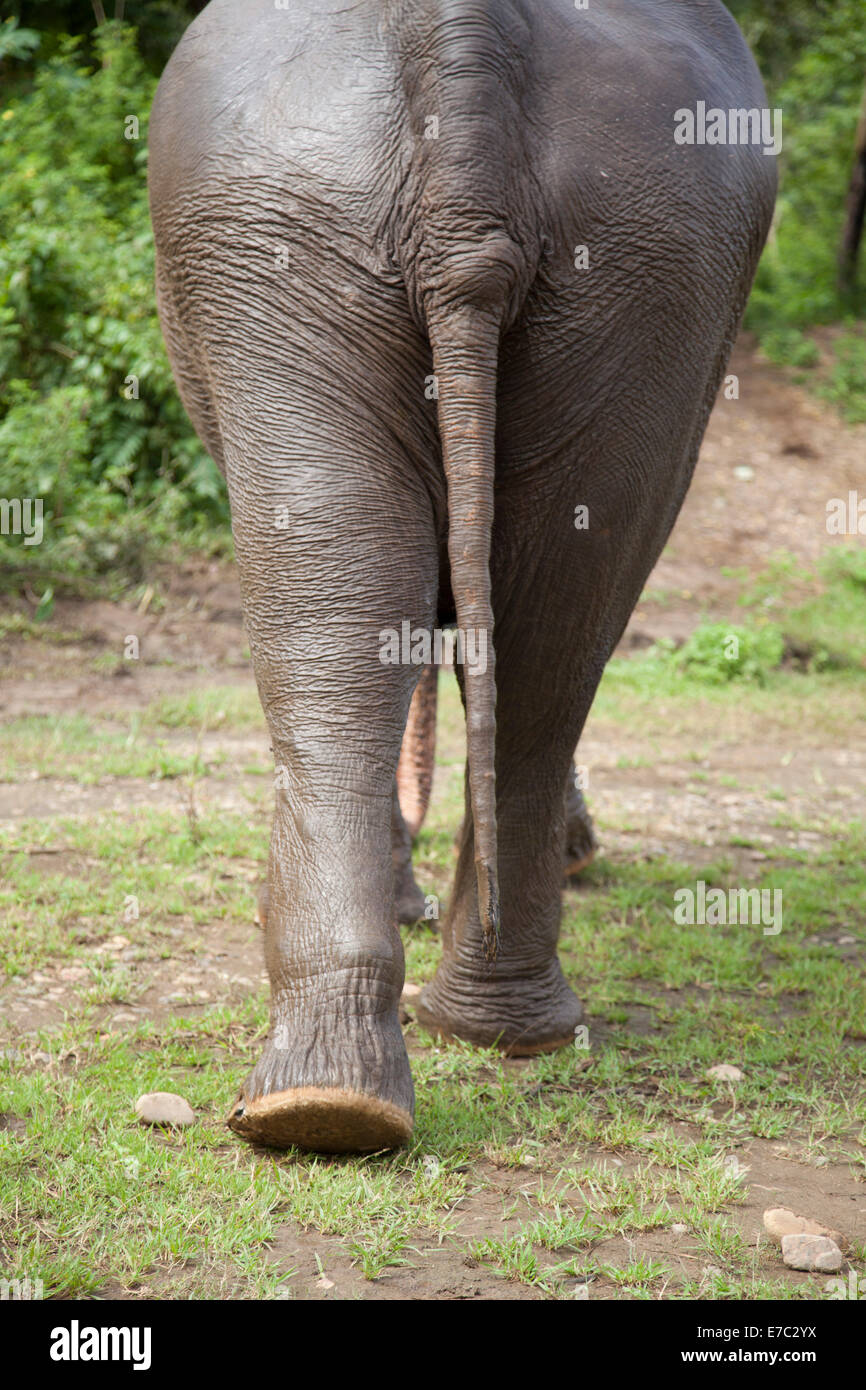 Elephant Back High Resolution Stock Photography and Images - Alamy