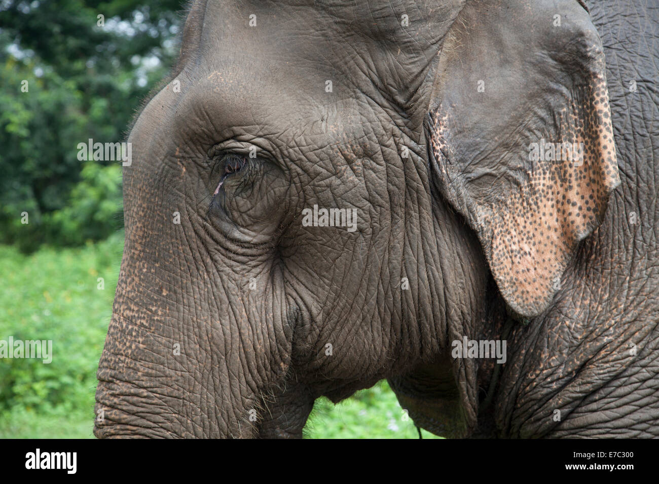 Asian Elephant Face