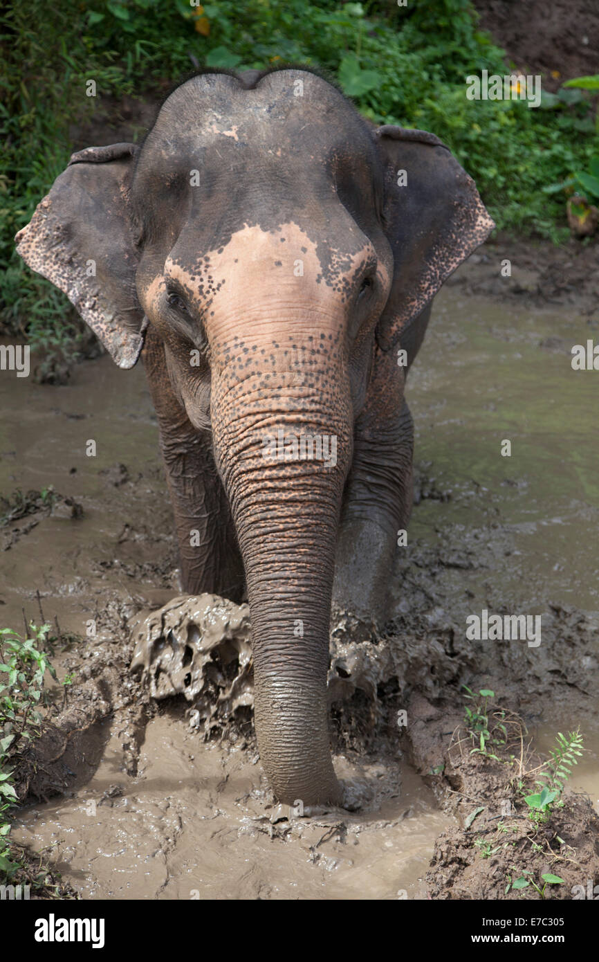 Asian elephant animal skin hardness hi-res stock photography and images ...