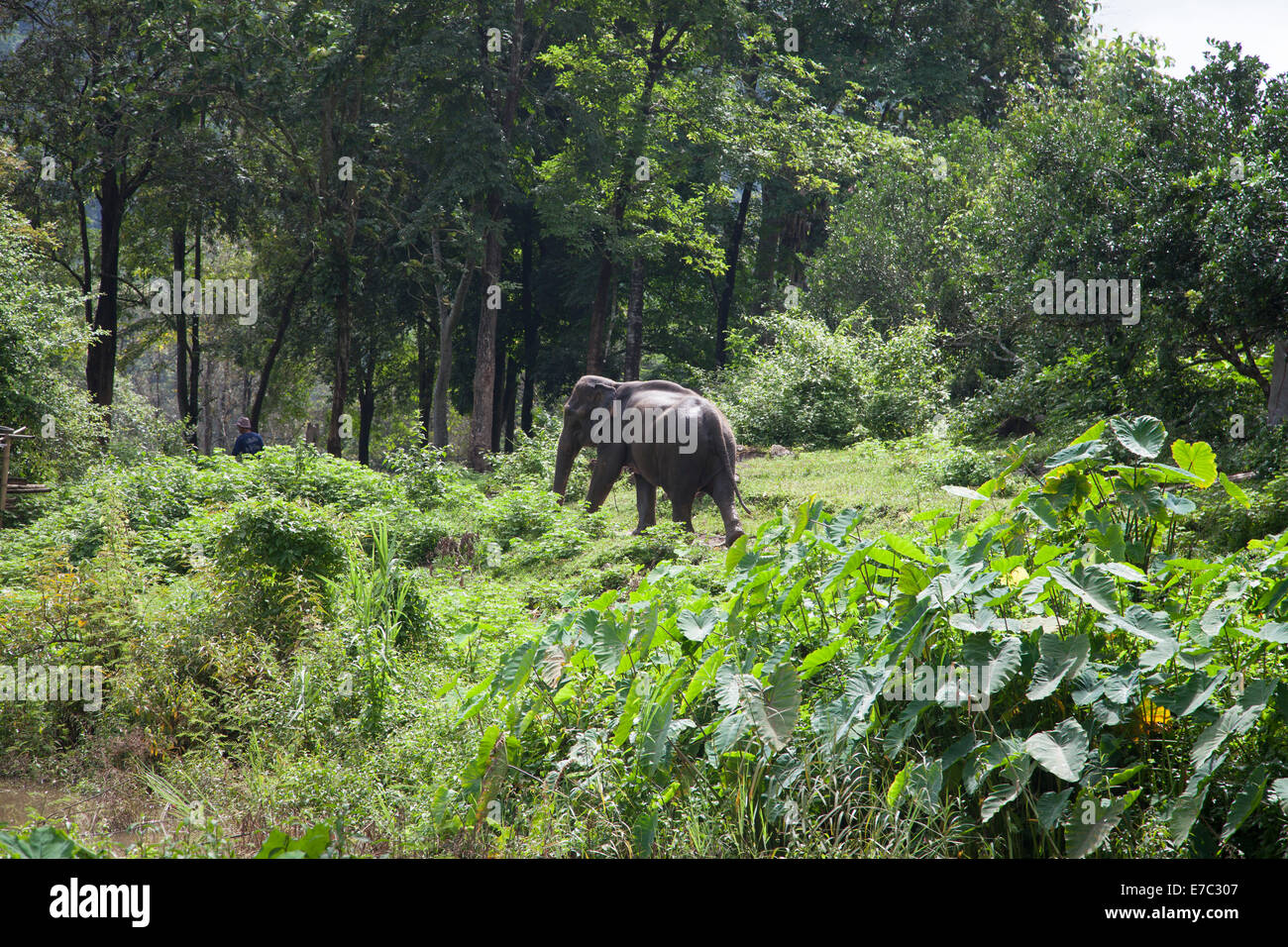 Jungle creature hi-res stock photography and images - Alamy