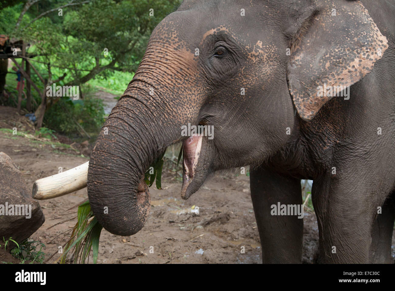 Asian elephant animal skin hardness hi-res stock photography and images ...