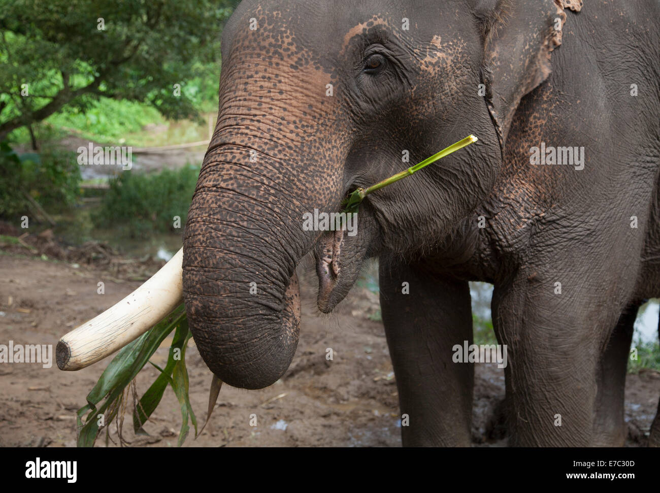 Asian elephant in its habitat in Thailand Stock Photo - Alamy