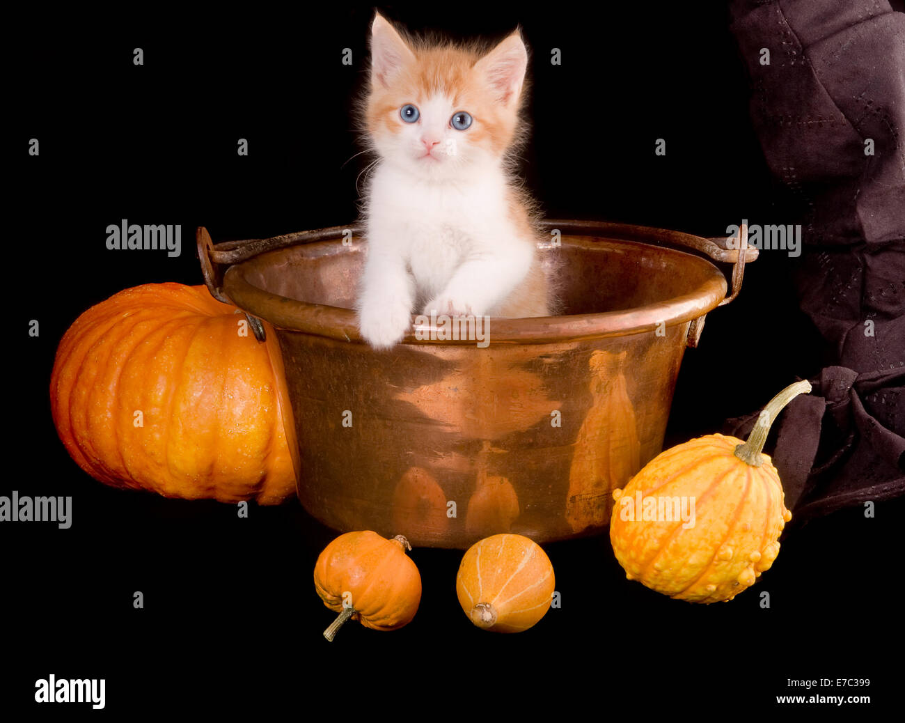 Kitten halloween pumpkin hi-res stock photography and images - Alamy
