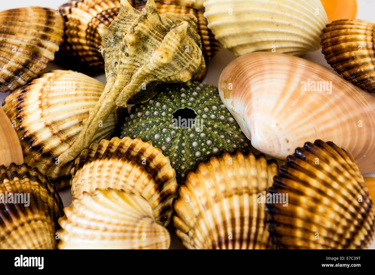 Closeup collection of different seashells Stock Photo - Alamy