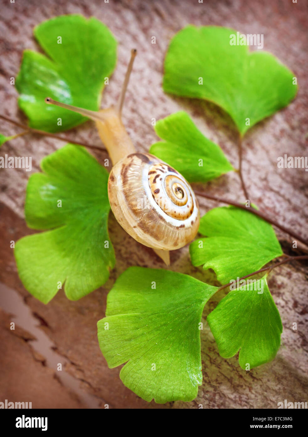 Little snail crawling on fresh green leaves, nature of the forest ...