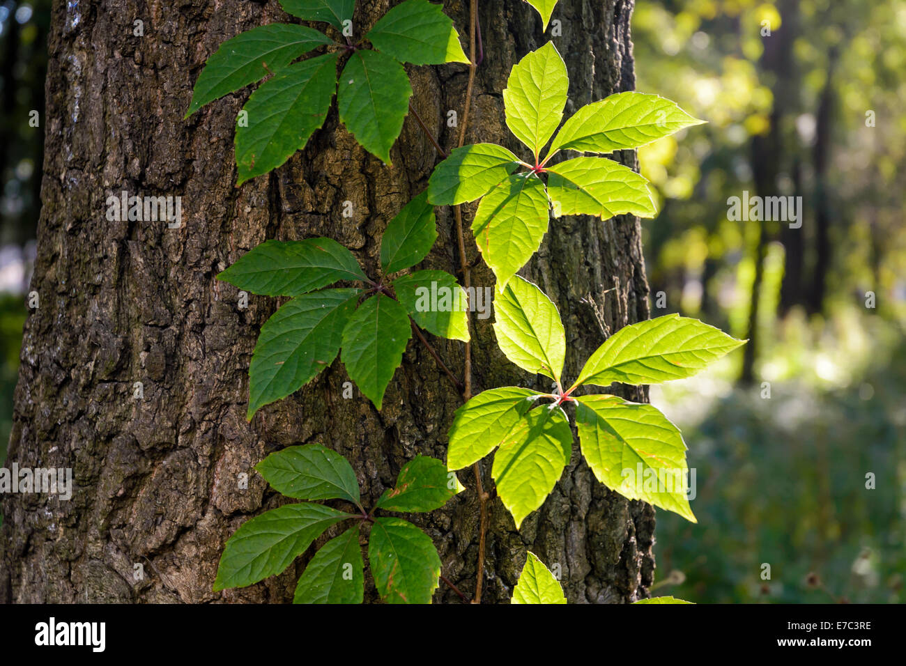 Creeper tree trunk hi-res stock photography and images - Alamy