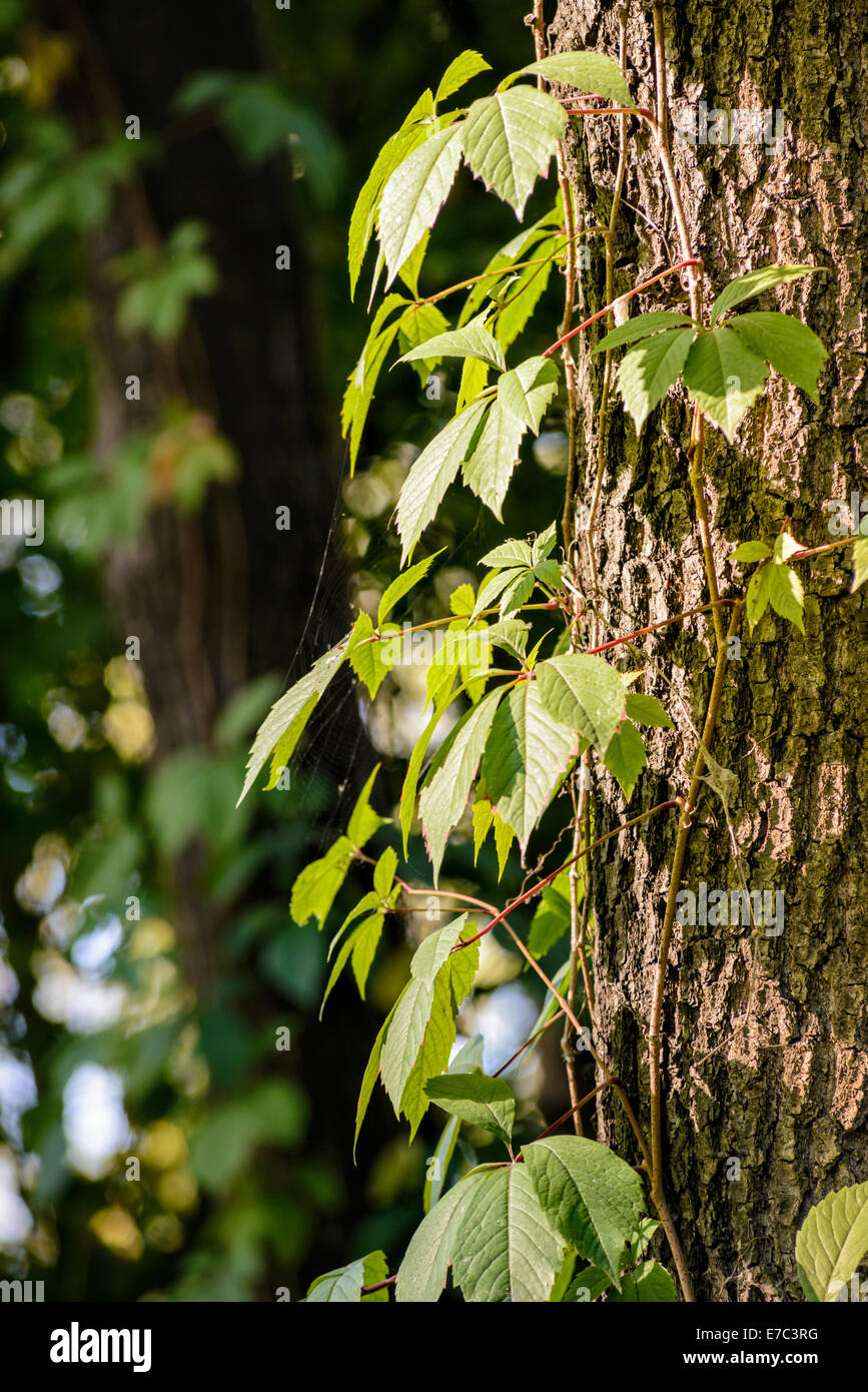 Creeper leaves on a tree trunk under a strong sun ray at the beginning ...