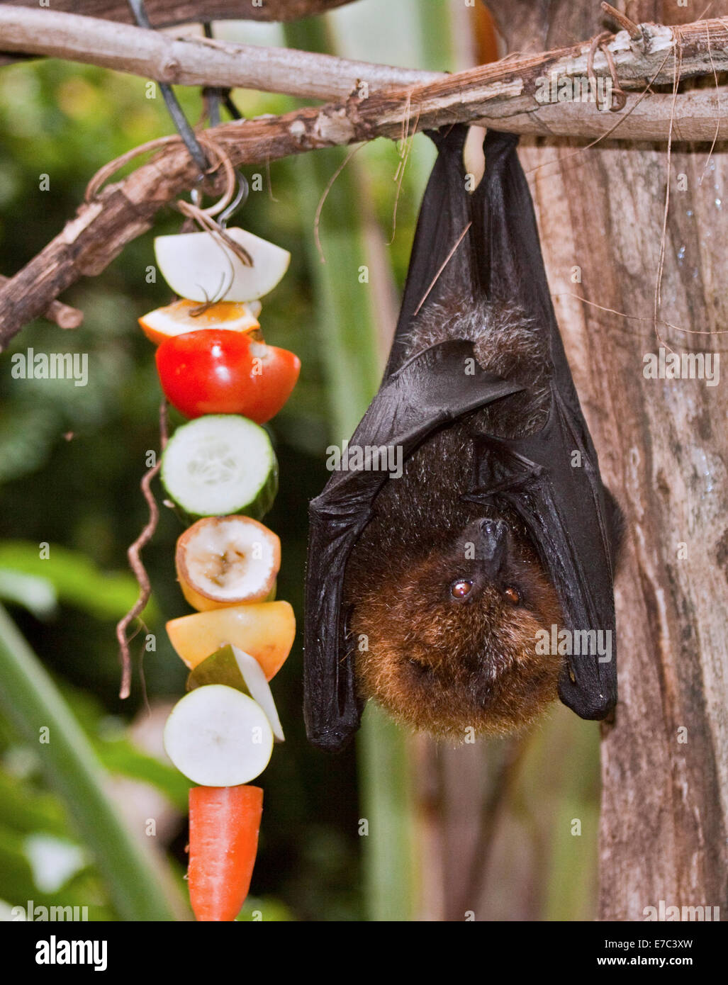 Rodrigues Fruit Bat (pteropus rodricensis) and Fruit Stock Photo - Alamy