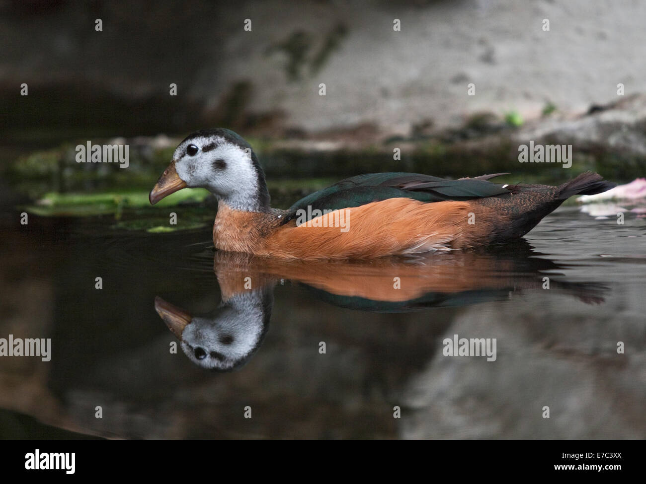 African Pygmy Goose female (nettapus auritus Stock Photo - Alamy