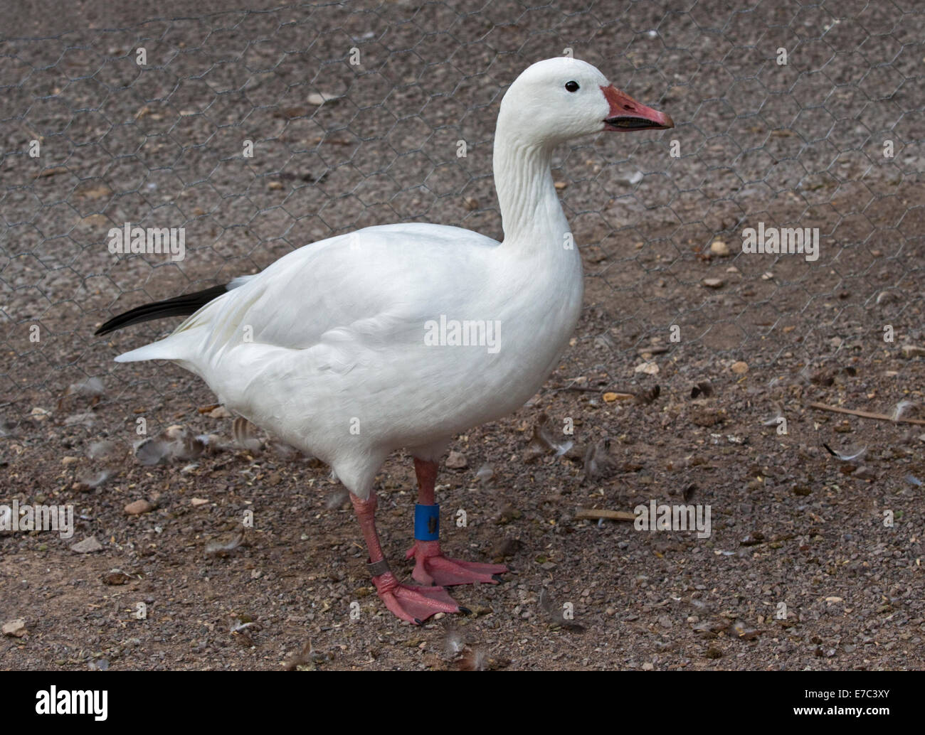 Greater Snow Goose (chen caerulescens atlanticus Stock Photo - Alamy