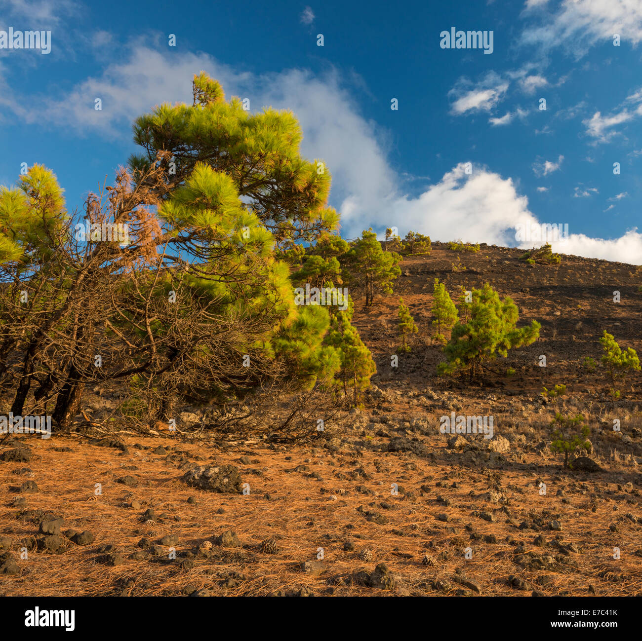 Pine slopes hi-res stock photography and images - Alamy