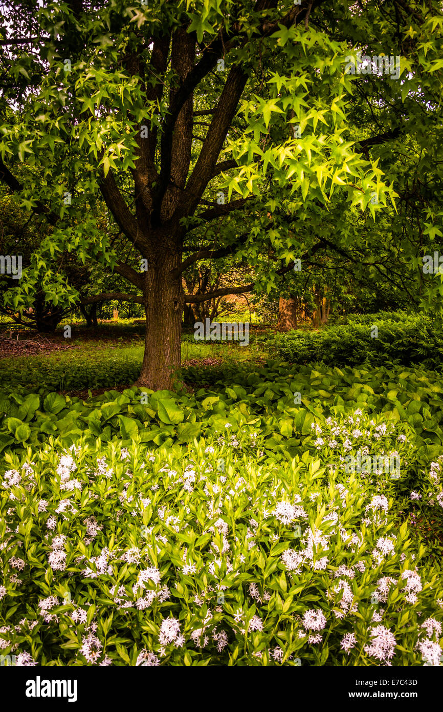 Flowers and a tree at Cylburn Arboretum, Baltimore, Maryland Stock ...