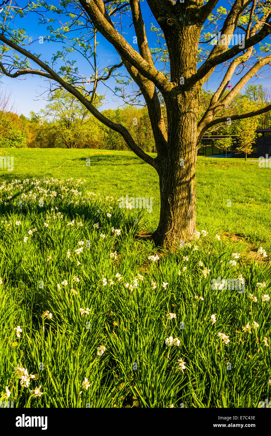 Baltimore Arboretum High Resolution Stock Photography and Images - Alamy