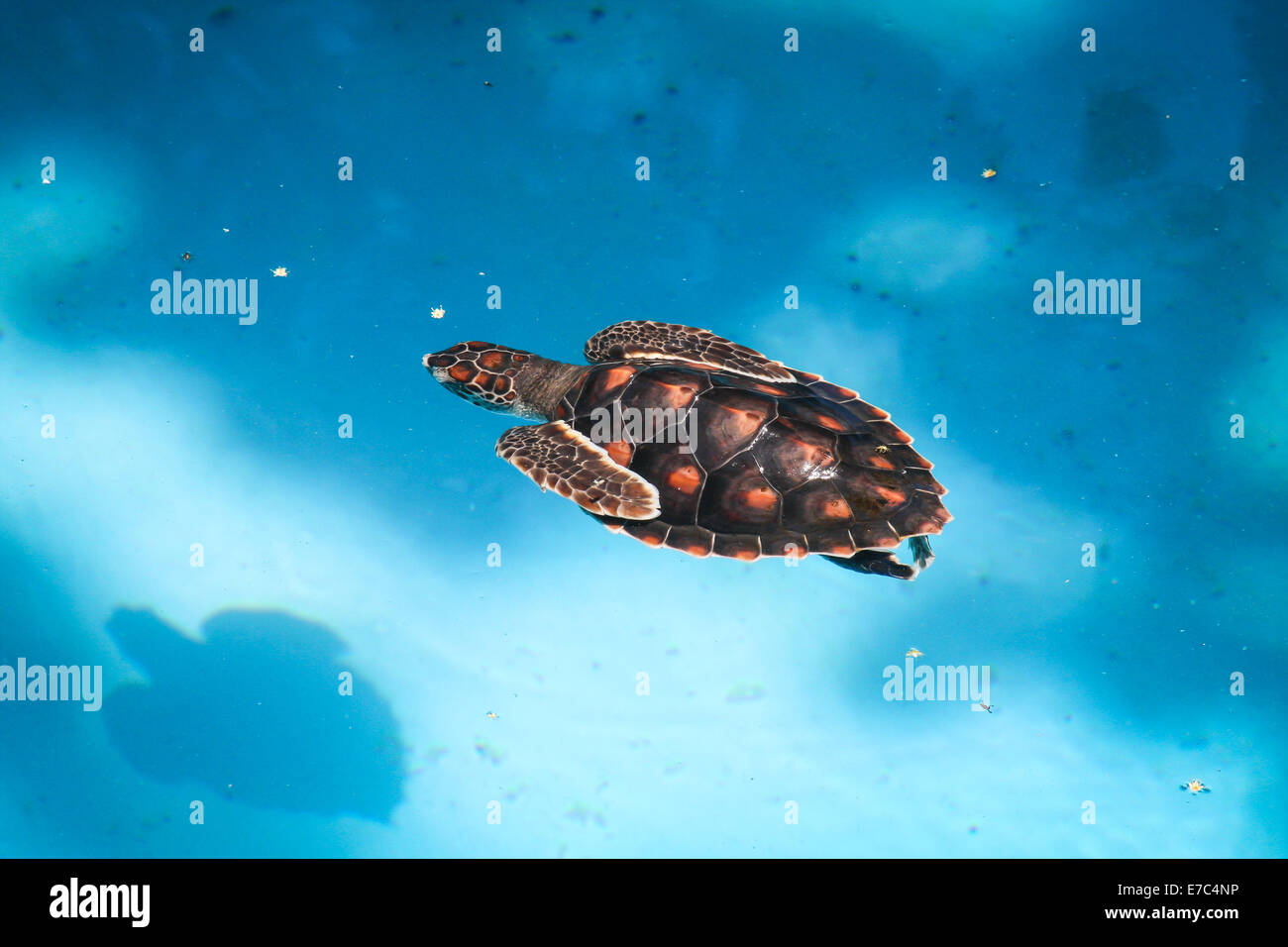 Swimming sea turtle - Sea turtle swimming in a pool in Salvador, Brazil ...