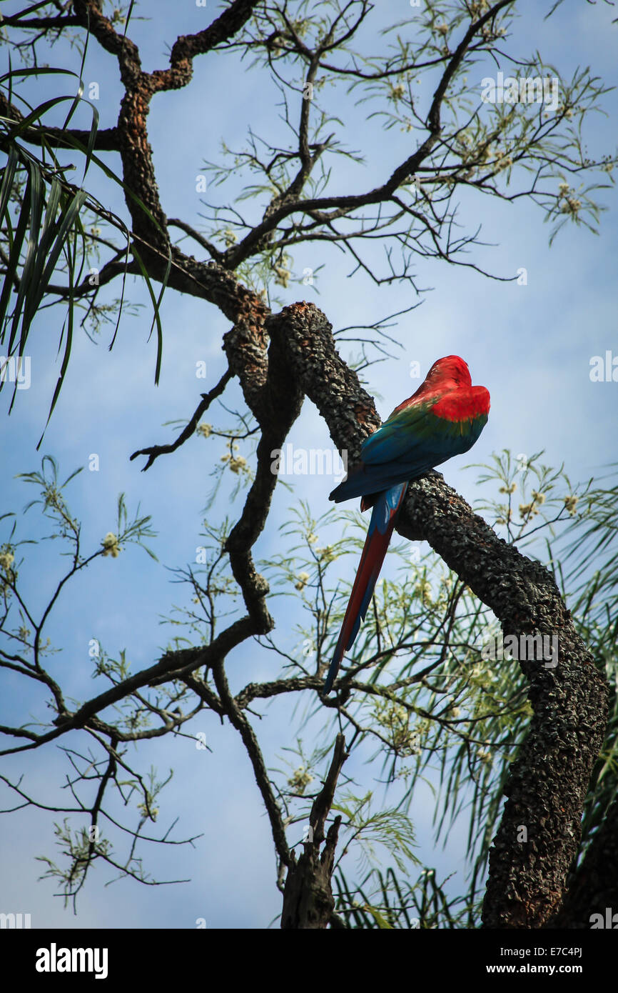 Macaw in a tree - View of a scarlet macaw on tree branches Stock Photo ...