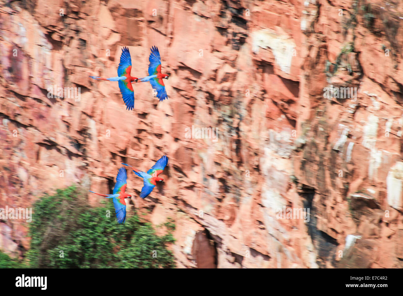 Flying scarlet macaws - Scarlet macaws taking to the air, they live in ...