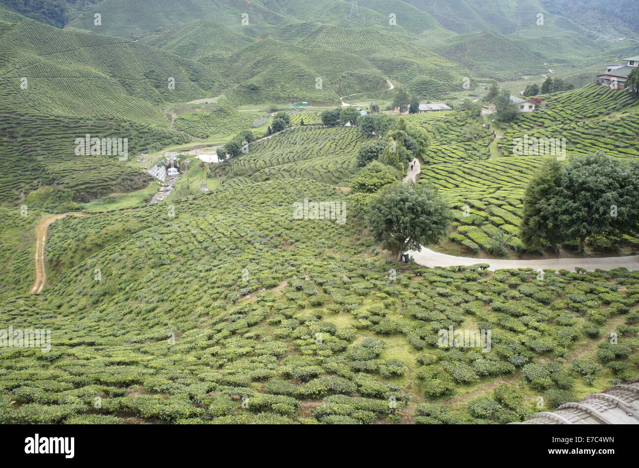 Cameron highlands hi-res stock photography and images - Alamy