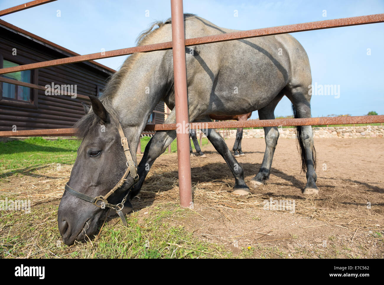 Horse in the paddock and reaching for the green grass Stock Photo - Alamy