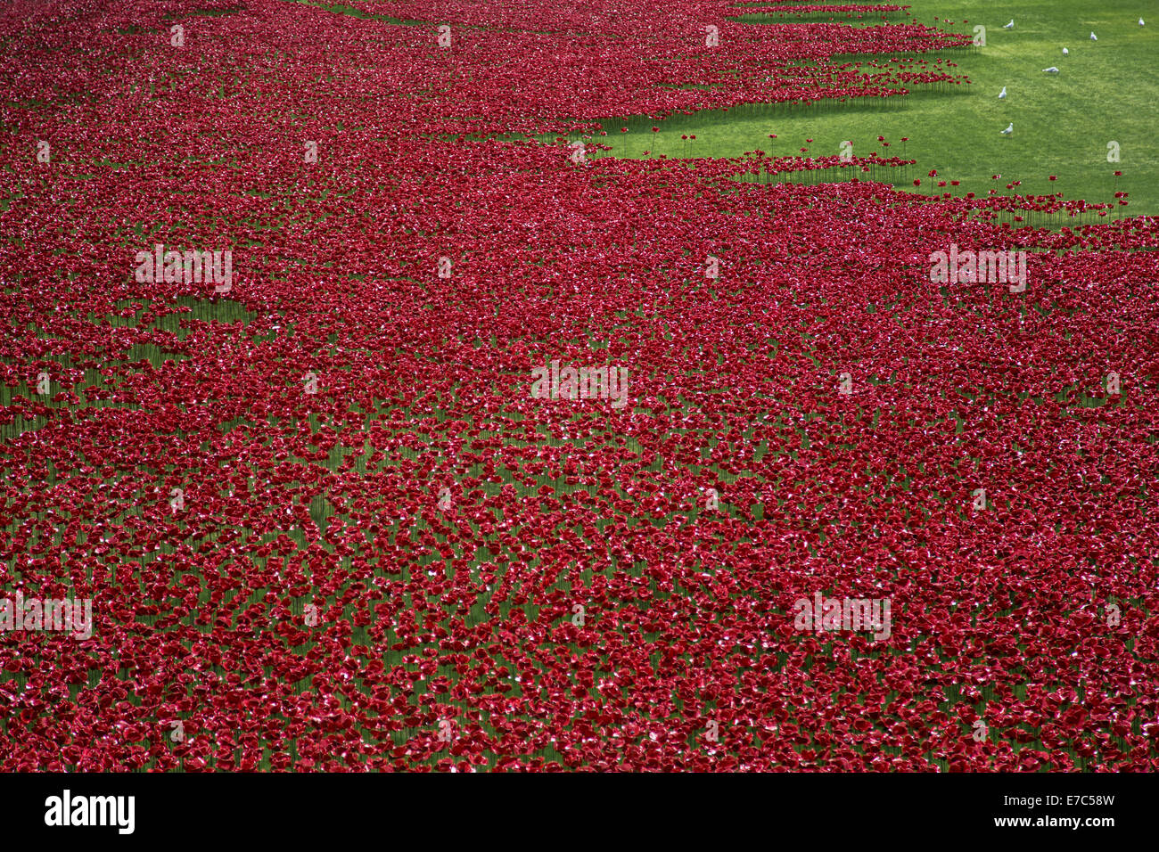 The Sea of Poppies Stock Photo - Alamy