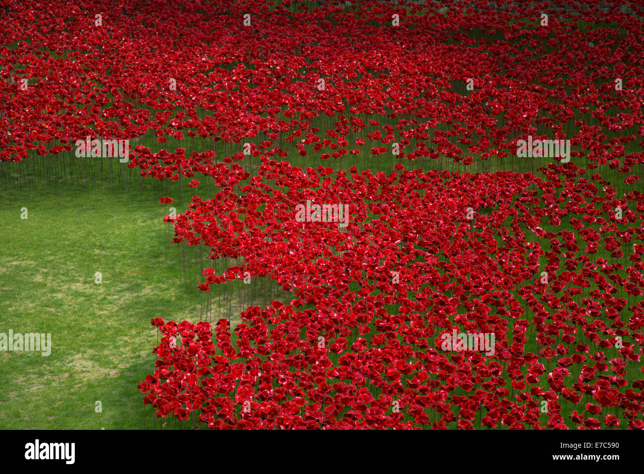 The Sea of Poppies Stock Photo - Alamy