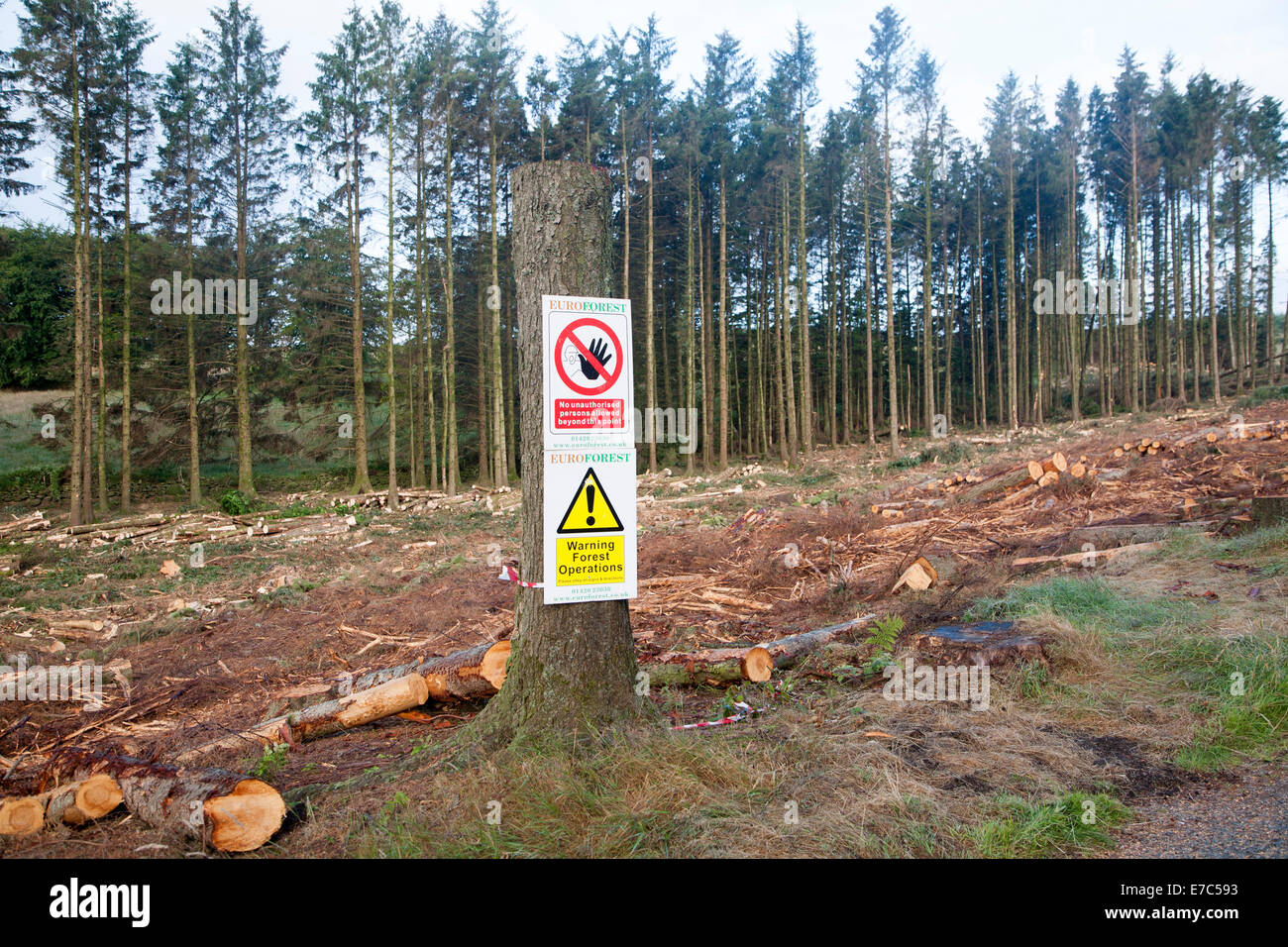 Timber Felling Henderson