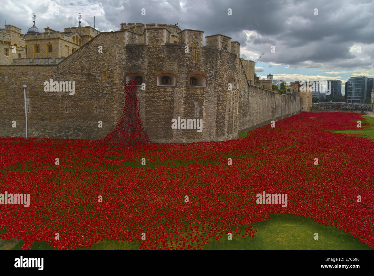 The Sea of Poppies Stock Photo - Alamy