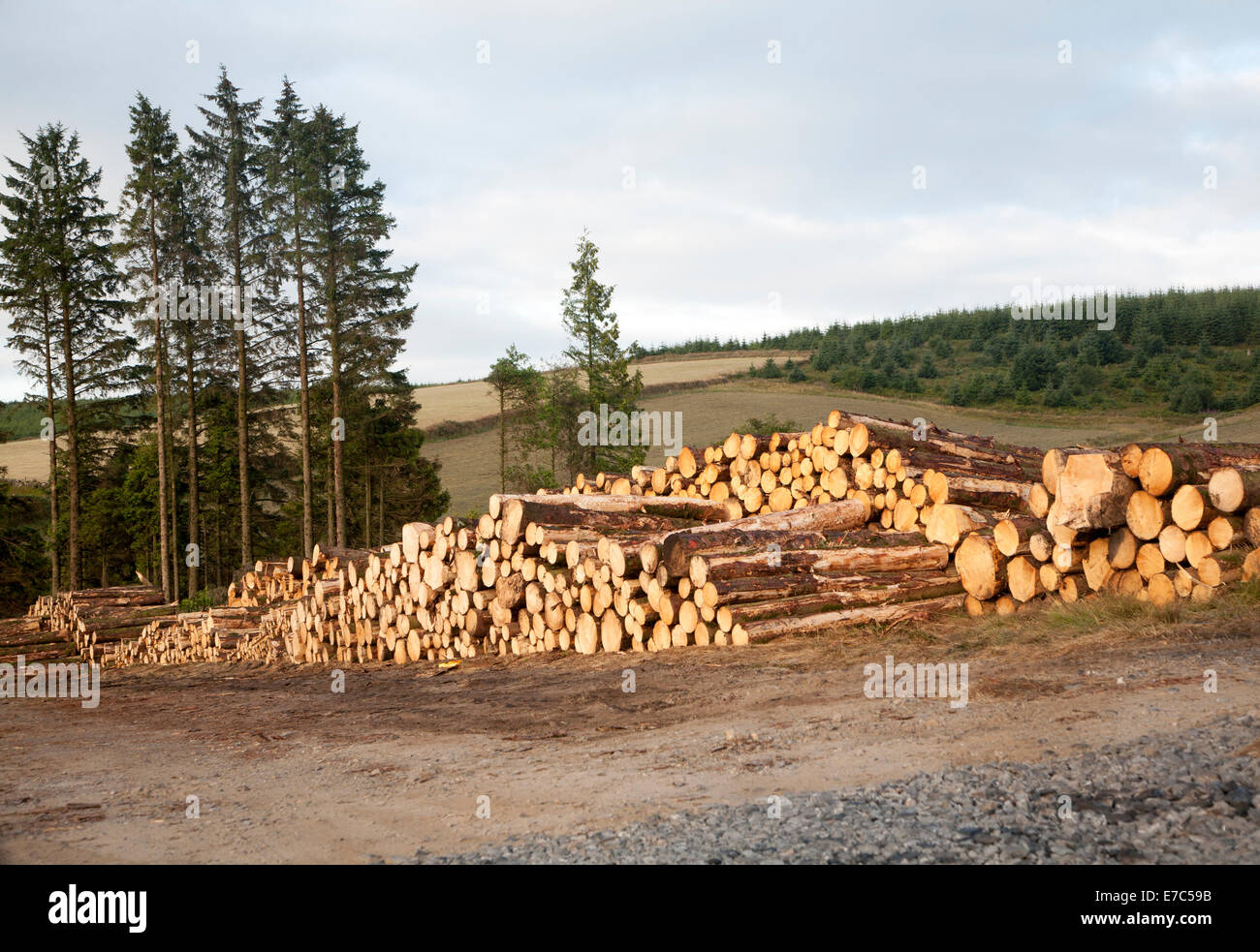 Devon forests hi-res stock photography and images - Alamy