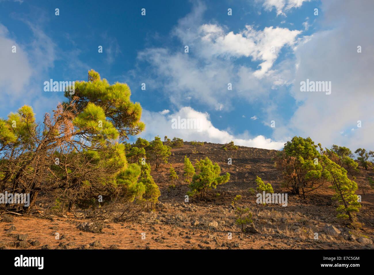 Canarian pine trees (inus canariensis) colonising the slopes of San ...