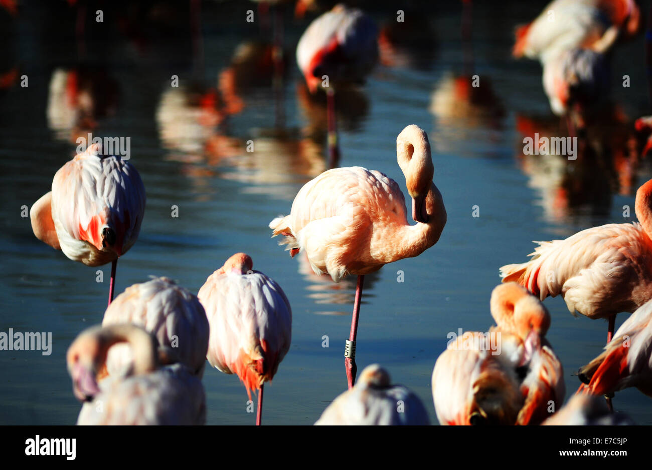 Flamingos birds hi-res stock photography and images - Alamy
