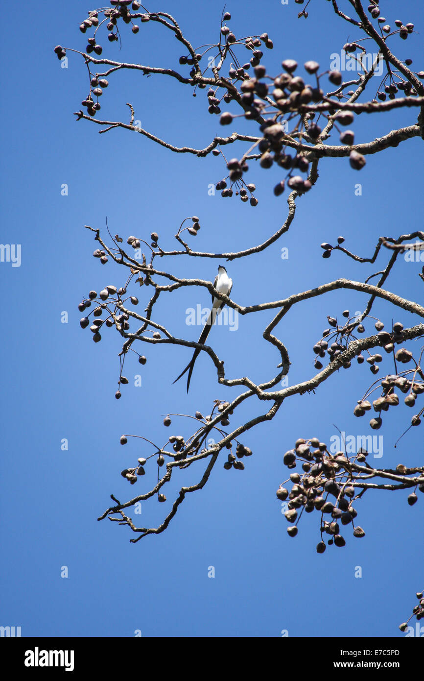 Long tailed bird hi-res stock photography and images - Alamy